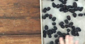 5 Minute • How to Freeze Blackberries • Loaves and Dishes